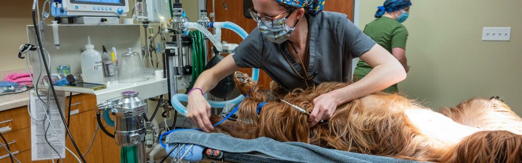 Past Seminar Purchase Confirmation | Kokopelli Veterinary Center