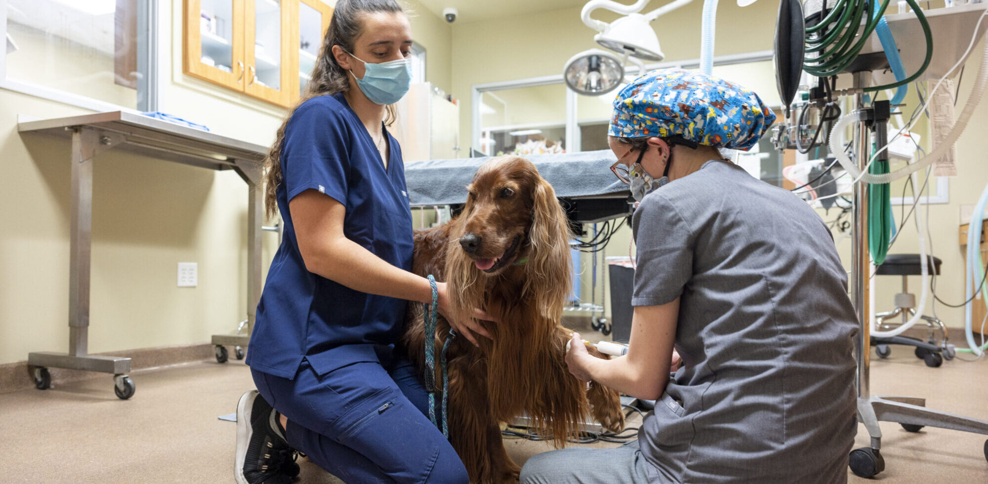 Veterinarians in Sacramento CA | Kokopelli Assisted Reproduction Services