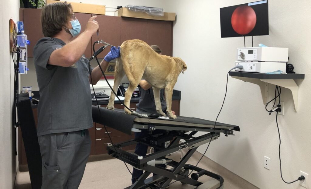 Veterinary Transcervical Insemination (TCI) Sacramento CA | Kokopelli ...