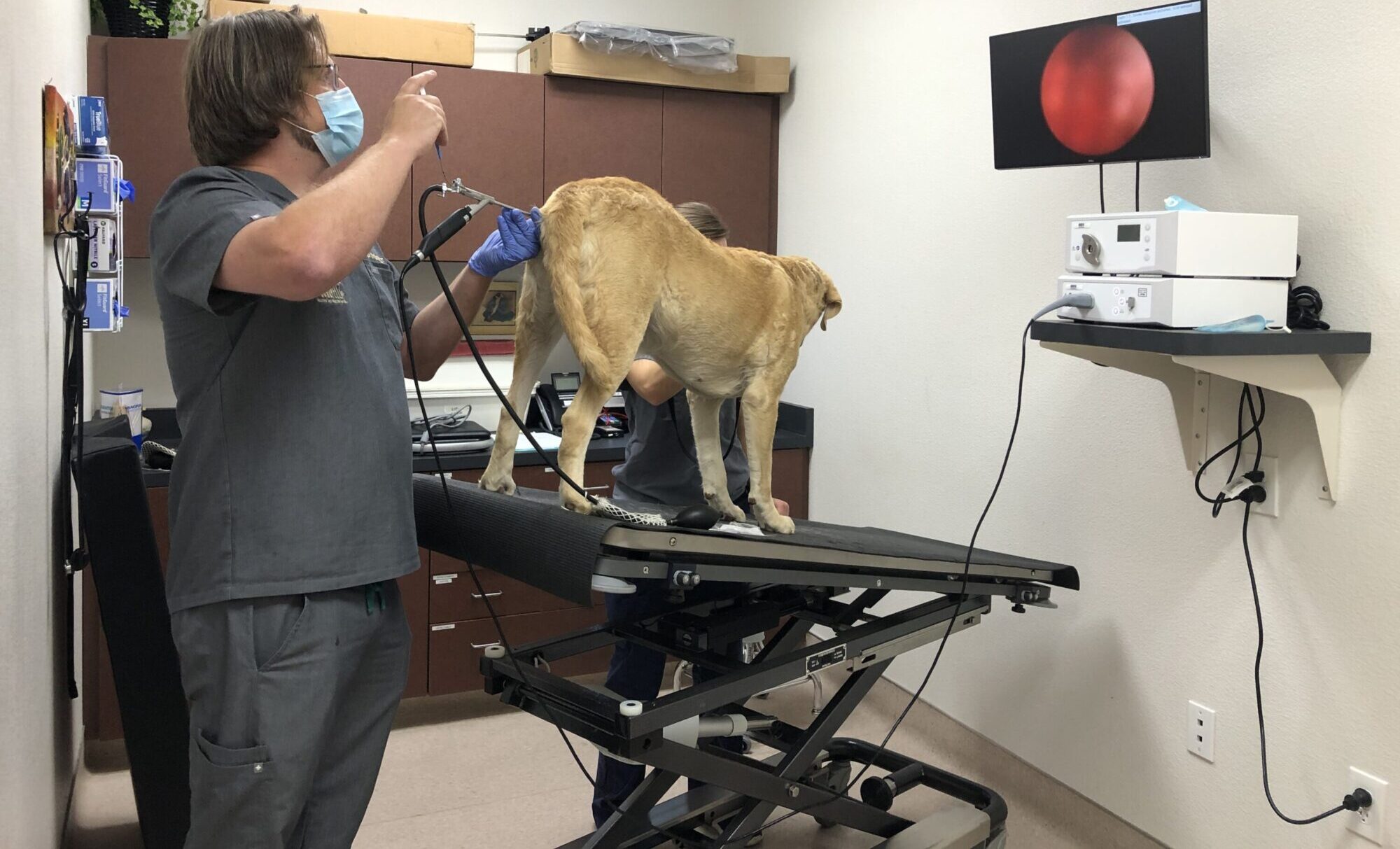 Veterinary Transcervical Insemination (TCI) Sacramento CA | Kokopelli ...