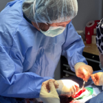 Veterinary Transcervical Insemination (TCI) Sacramento CA | Kokopelli ...