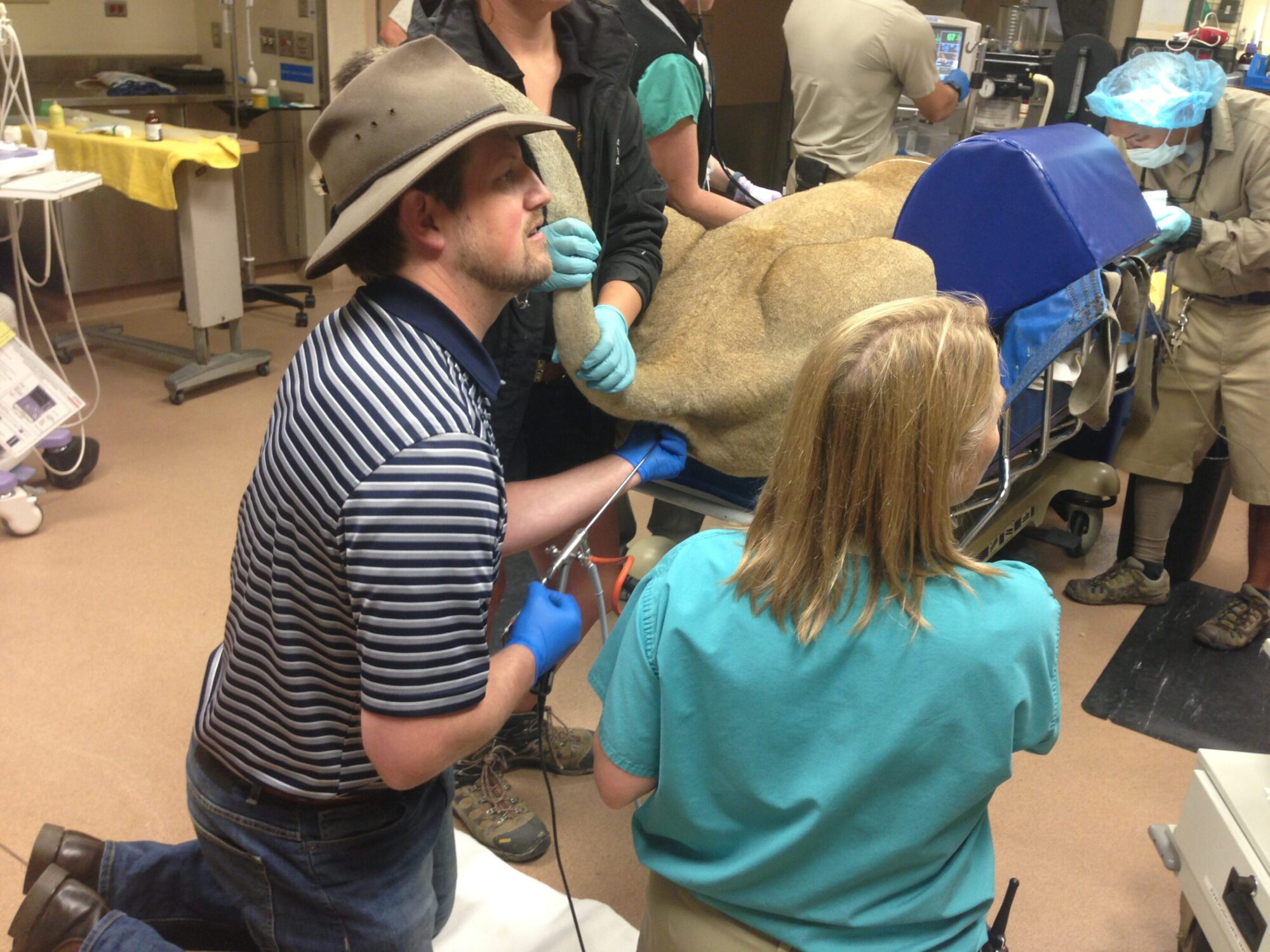 Veterinary Transcervical Insemination (TCI) Sacramento CA | Kokopelli ...