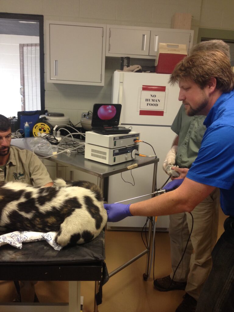 Veterinary Transcervical Insemination (TCI) Sacramento CA | Kokopelli ...