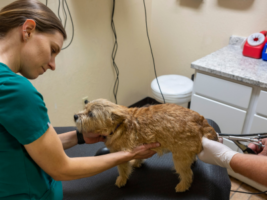 Veterinary Transcervical Insemination (TCI) Sacramento CA | Kokopelli ...
