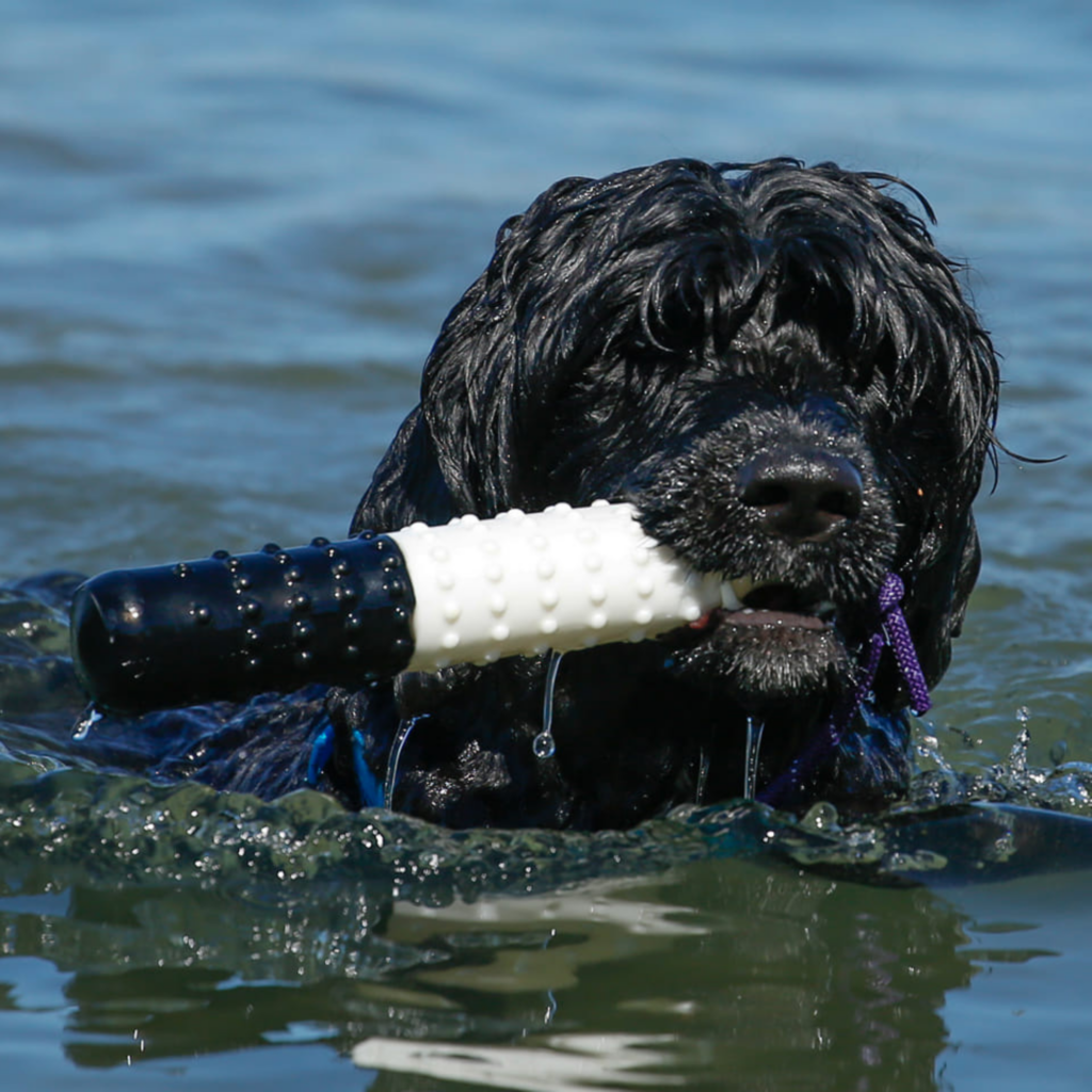 Portuguese Water Dog | Kokopelli Veterinary Center