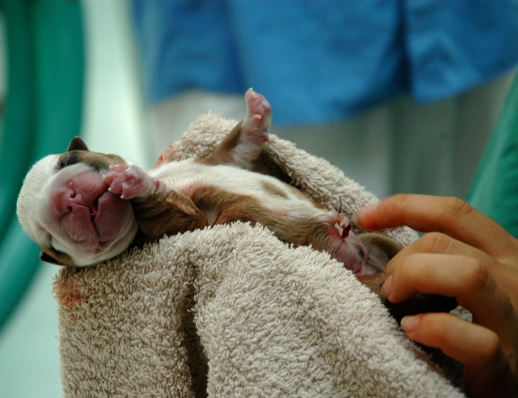 A Rough Start to Life: Emergency Cesarean-Sections | Kokopelli ...